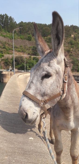 Burro macho com passaporte Pedrógão Grande • OLX.pt