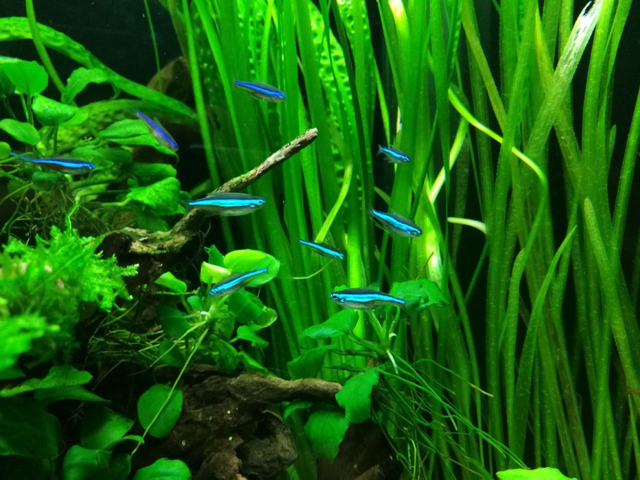 Neonki Rybki - OLX.pl