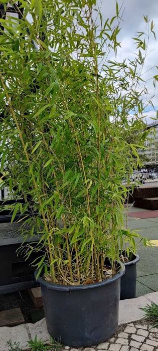 Bambu em rizoma, torrão ou vaso. Mafra • OLX Portugal