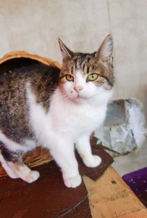 Blanka - przekochana, delikatna koteczka czeka na miłość! Tarnowskie Góry • OLX.pl