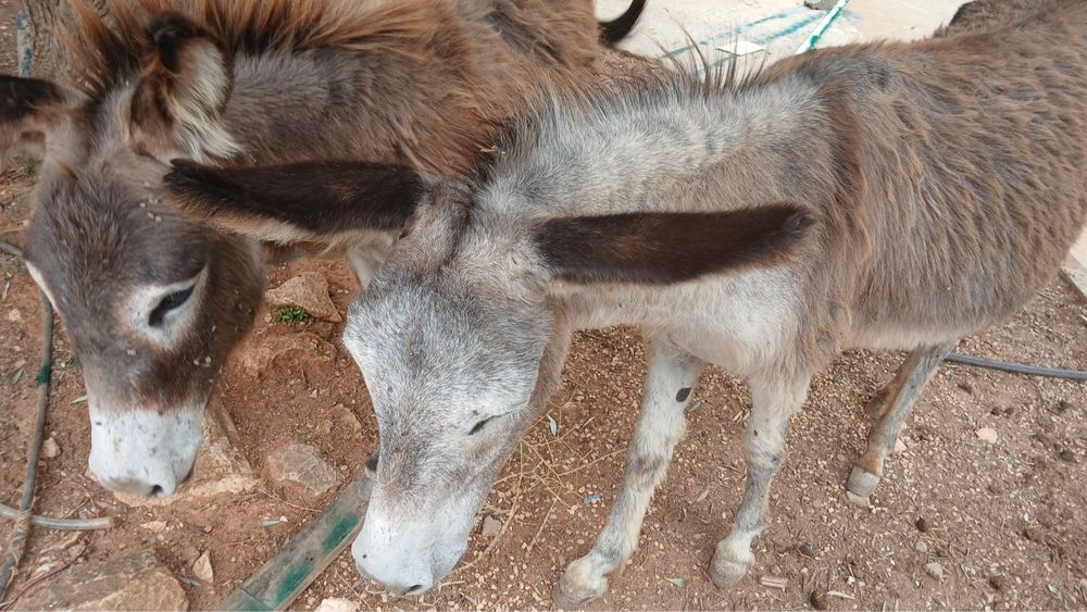 Vende-se 4 Burros em Portimao Portimão • OLX.pt