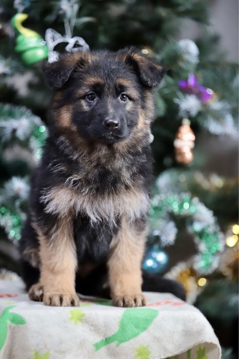 Довгошерста дівчинка з документами FCI: 20 000 грн. - Собаки Дніпро на Olx