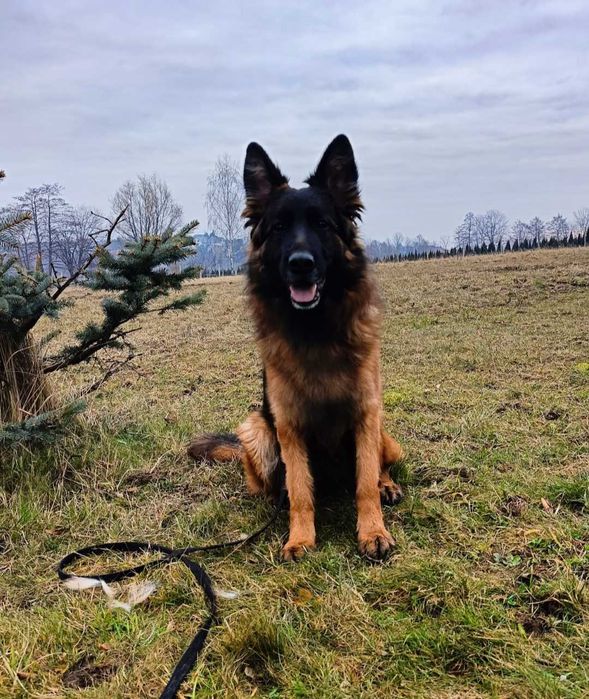 Owczarek niemiecki długowłosy - SUKA FCI Kozy • OLX.pl