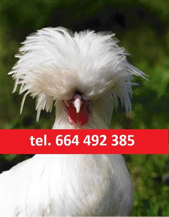 Green Shell Kury - Drób - OLX.pl