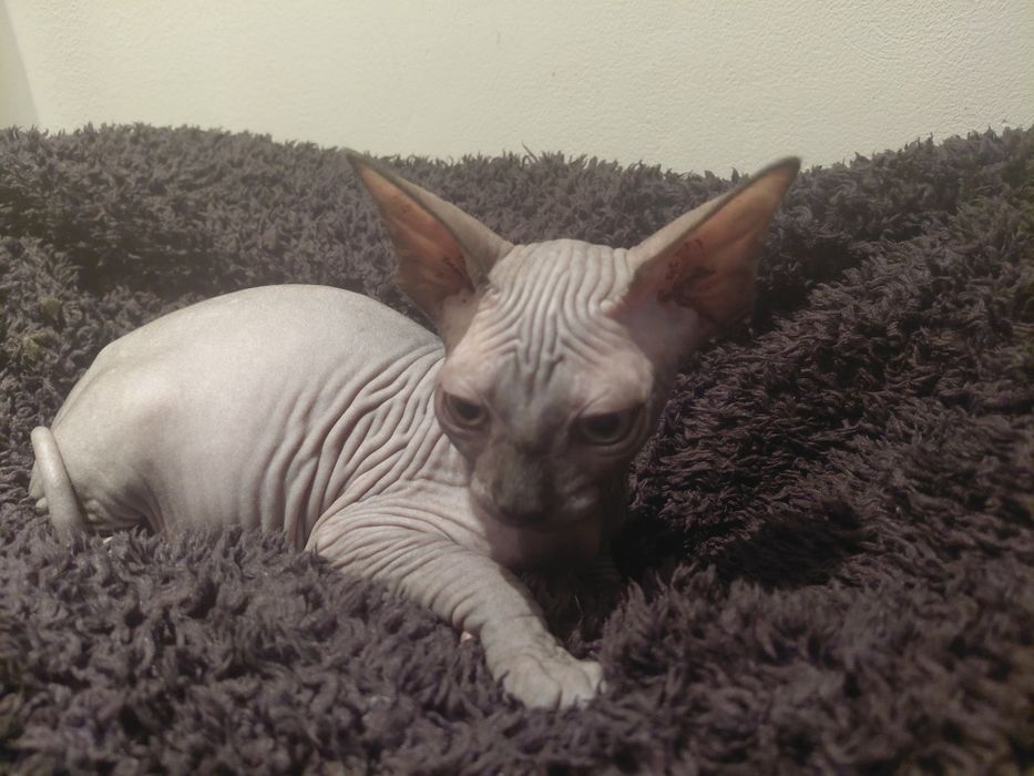 Sfinks kanadyjski FPL kotka do odbioru Ząbki • OLX.pl