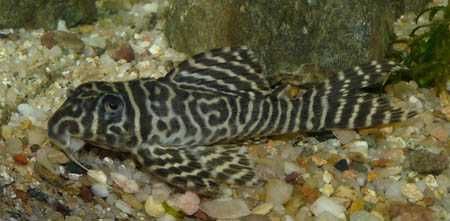 GB Zbrojnik L-333 ryba krajowa Hypancistrus sp. L 333 Bystrzyca • OLX.pl