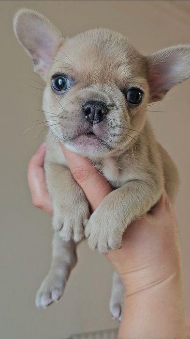 Bulldog Francês Macho Alcantarilha E Pêra • OLX.pt