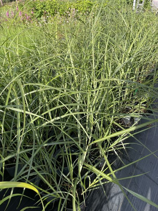 Miskant Chiński Gracilimus Zławieś Mała • OLX.pl