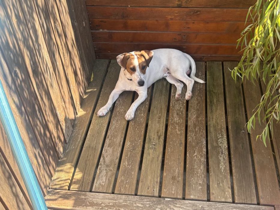 Dou Cão o zicky com 1 anos de idade Lumiar • OLX.pt