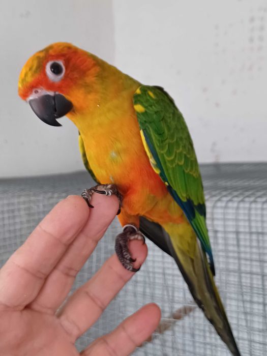 Aratinga sol criadas a mão ja independentes Almeirim • OLX Portugal