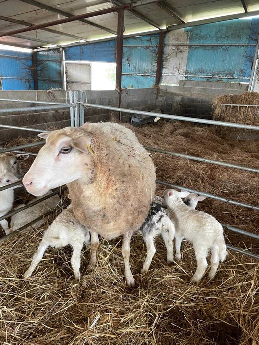 Borregos e borregas - Inra 401 (Romane) puros Santa Clara-A-Nova E ...