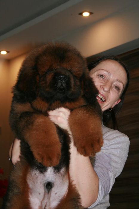 Mastif Tybetański zkwp FCI piesek Barlewice • OLX.pl