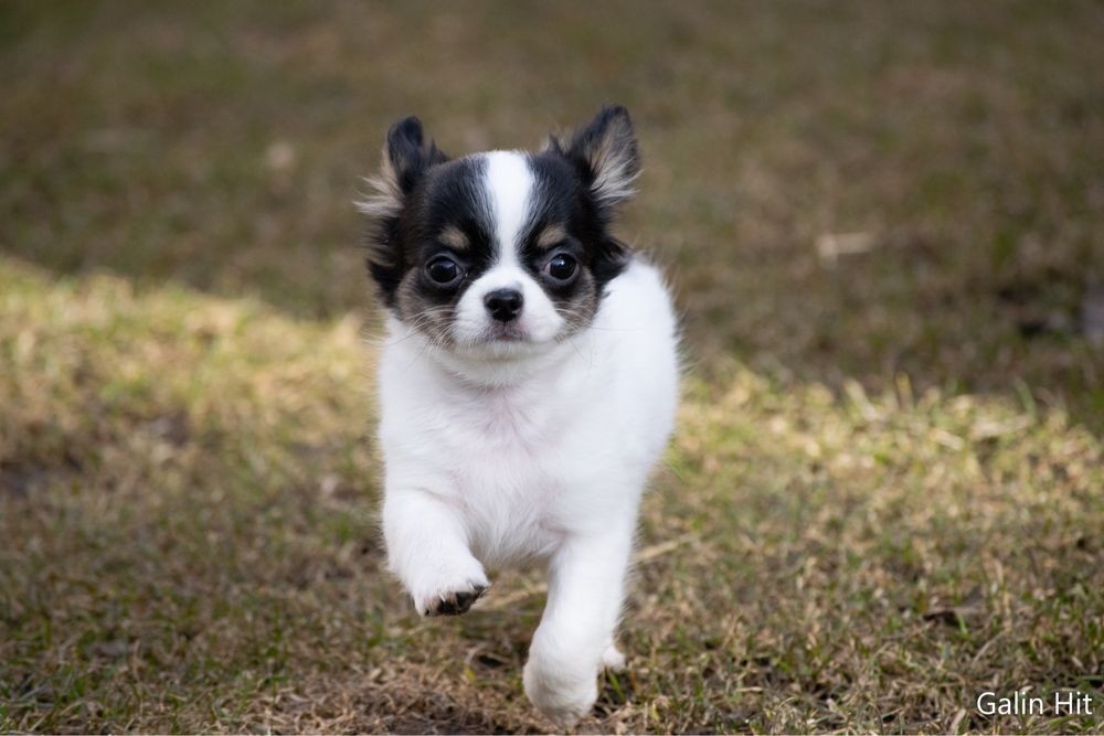 Неймовірний довгошерстий хлопчик КСУ-FCI: 15 000 грн. - Собаки Сумы на Olx