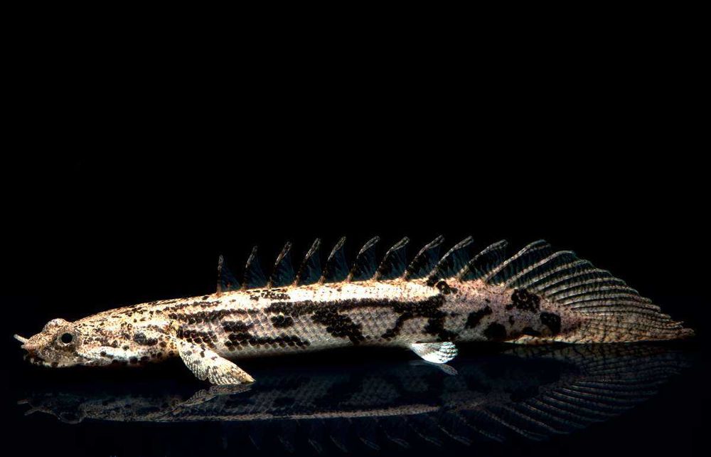 Wielopłetwiec afrykański - Polypterus endlicheri Gdynia Dąbrowa • OLX.pl