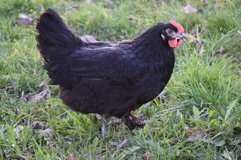 Green Shell Kury - Drób - OLX.pl