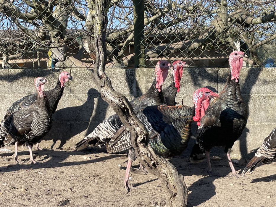 Perus Adultos do Campo Monte Real E Carvide • OLX Portugal