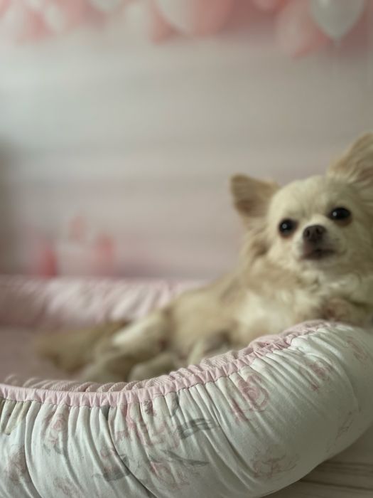 Chihuahua długowłosa***ZKwP/FCI*** Piekary Śląskie • OLX.pl