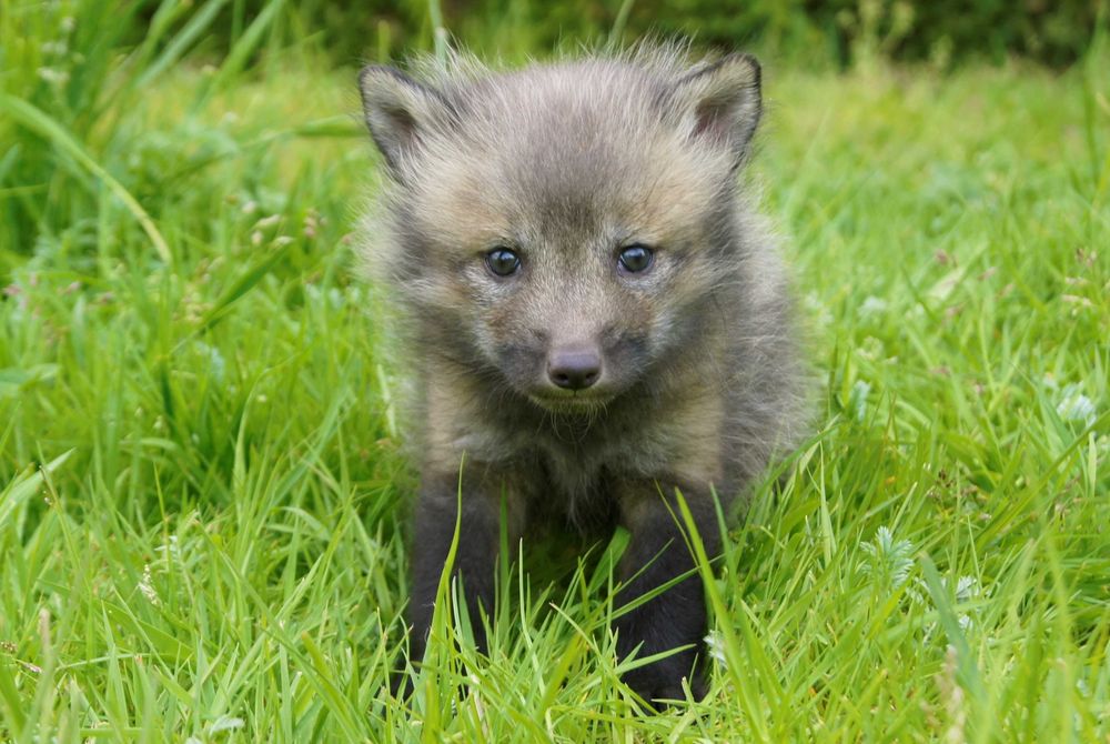 lis - Pozostałe Zwierzęta | OLX Zwierzęta