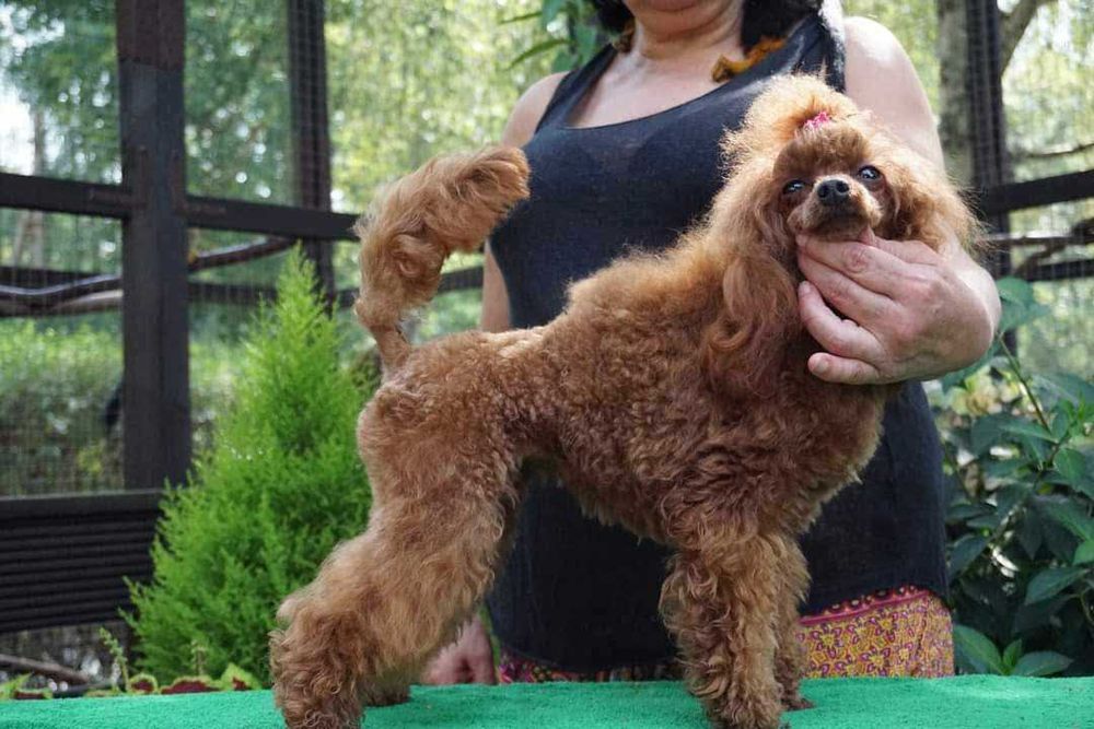 Pudelek Toy, prześliczna dziewczynka, metryka ZKwP/FCI Łódź Bałuty • OLX.pl