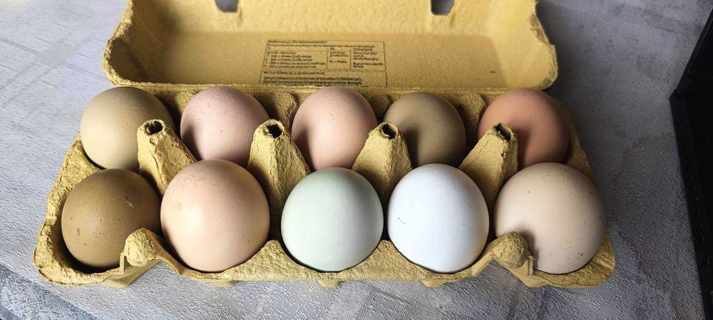 Jaja od kur z wolnego wybiegu Augustynka • OLX.pl