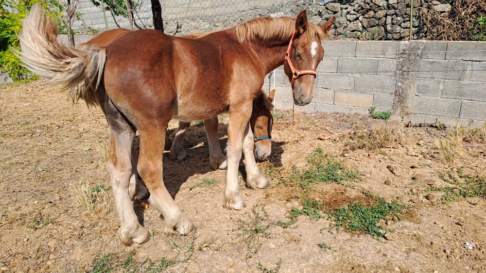 Poldro breton de 2025 Chaves • OLX.pt