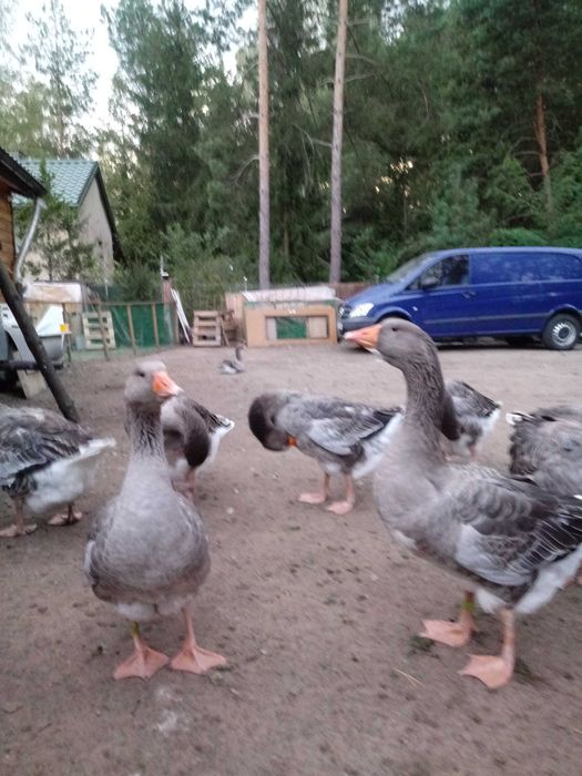 Gaski landes mlode Ślężany • OLX.pl