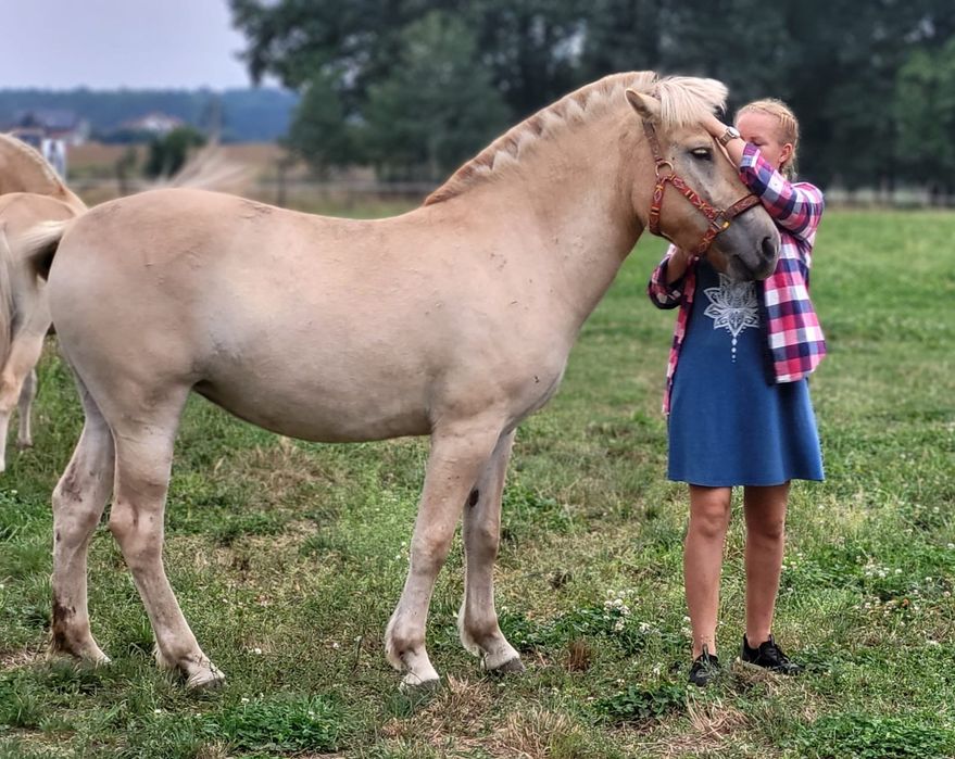 Klacz fiordzka 3 letnia źrebna ! Suszec • OLX.pl