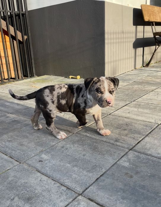 Amstaff Szczeniak Merle Piesek / American Staffordshire Terrier ...