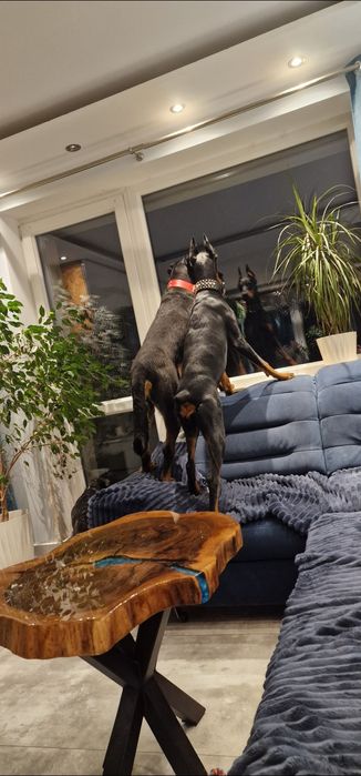 Doberman suczka 15 miesięcy FCI Zielona Góra • OLX.pl
