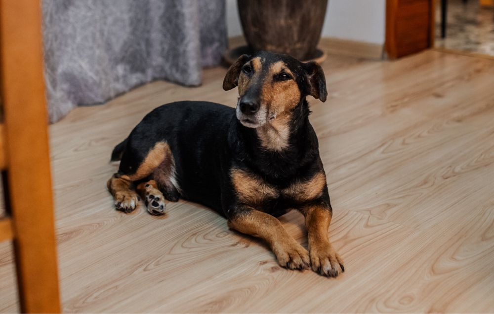 rasowe psy - oddaj za darmo na OLX! Dodaj ofertę | OLX Oddam za Darmo