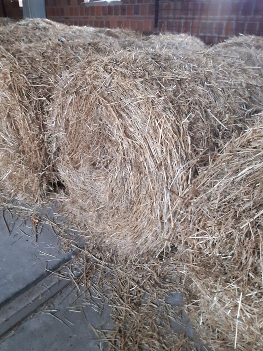 Sprzedam baloty słomy Krzywiń • OLX.pl