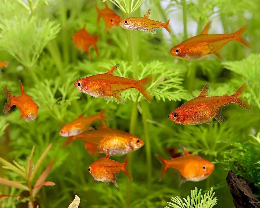 Bystrzyk Amandy - Hyphessobrycon amandae - dowóz, wysyłka Gdańsk ...