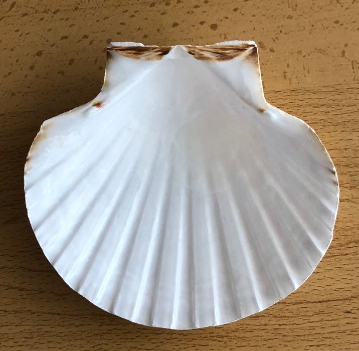 Concha De Vieira Azul