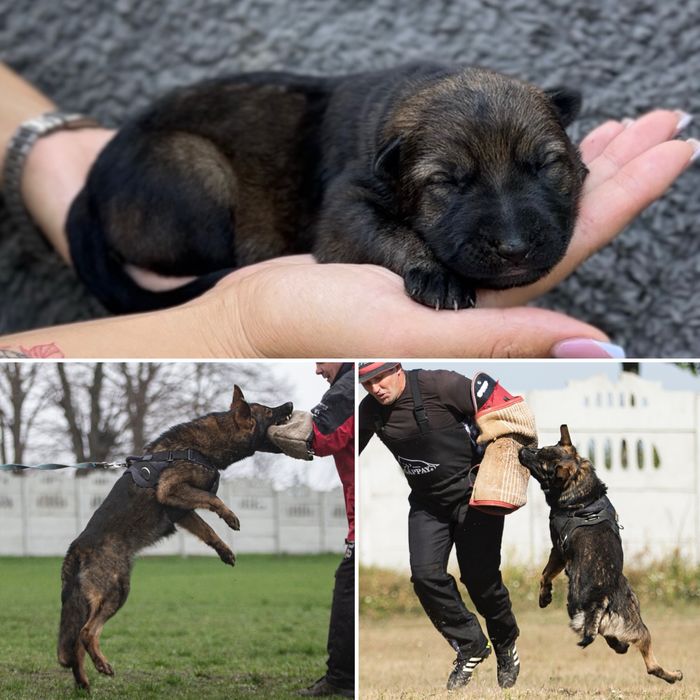 Зонарна/соболина дівчинка Німецької Вівчарки, робоче розведення FCI: 1 000 $ - Собаки Івано ...