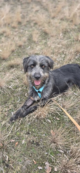 Komo śliczny terier szuka swojego człowieka Warszawa Mokotów • OLX.pl