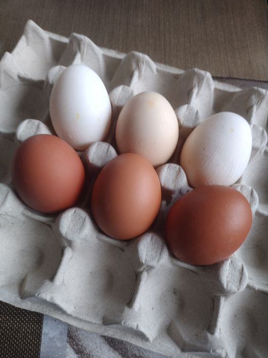 Jaja,jajka wiejskie Łęczno • OLX.pl