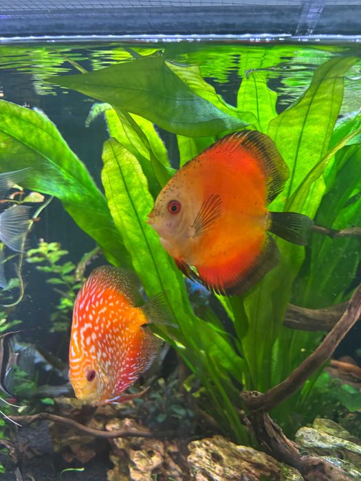 Vendo Discus ( um casal incluido ) Almada • OLX.pt