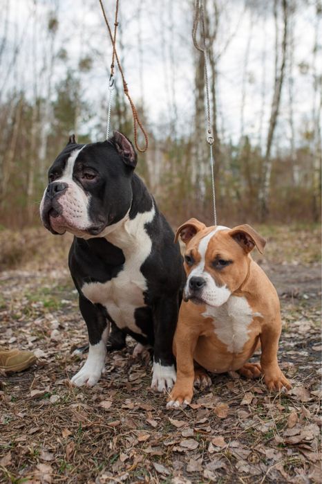 American bully standard: 500 € - Собаки Київ на Olx