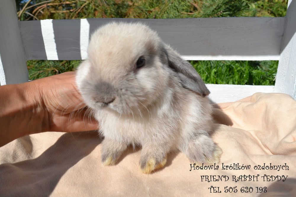 DO ODBIORU Mini lop Hodowla Króliki karzełki TEDDY królik miniaturka ...