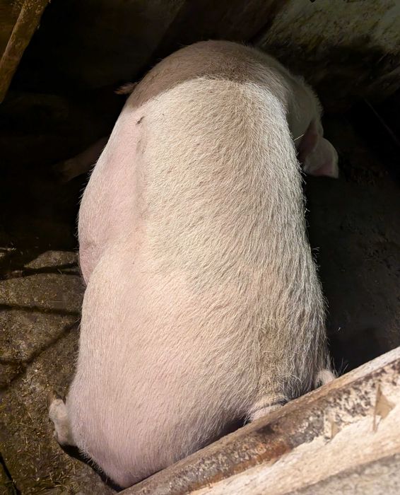 Maciora rasy mięsnej DUROC/PIETRAIN Chmielnik • OLX.pl