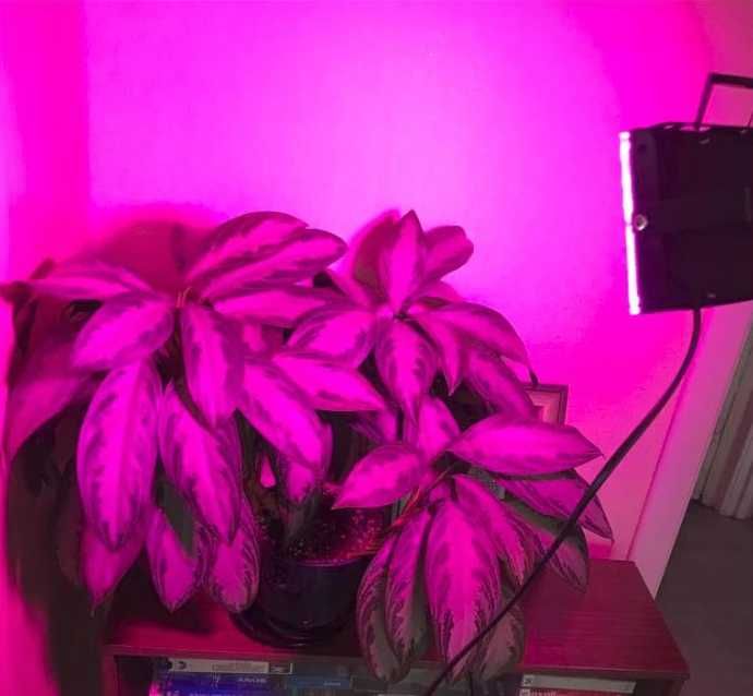LED Фитолампа 50W Лампа Для Растений Полный Спектр 50Вт: 250 грн. - Сад ...