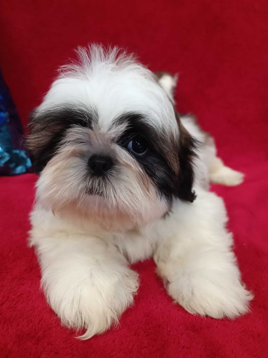 Неймовірні дівчата ши тцу у найкращі ручки КСУ ( FCI ): 8 000 грн. - Собаки Київ на Olx