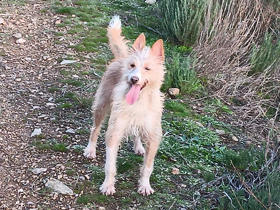 Macho Podengo Português Médio cerdoso com LOP/Pedigree. Canaveses • OLX.pt