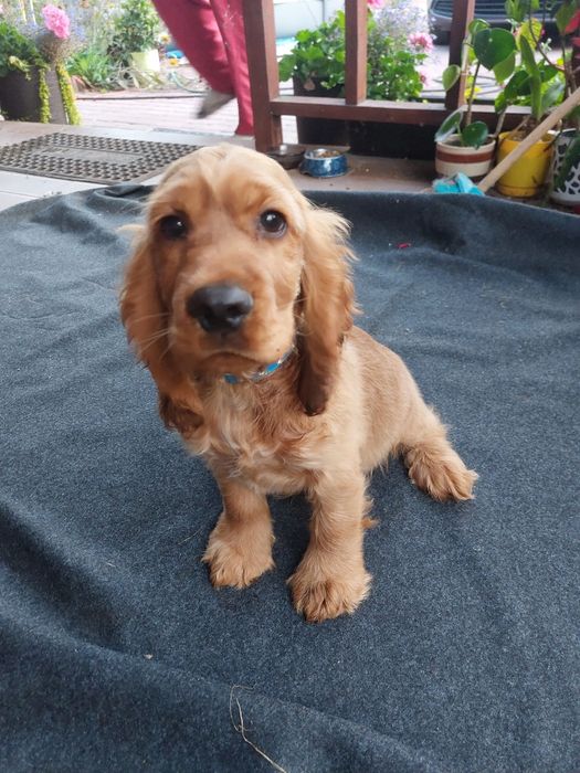 Cocker Spaniel - psy rasowe na sprzedaż, do adopcji | OLX Zwierzęta