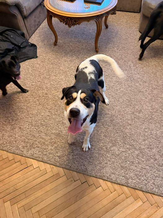Bruno super psiak do adopcji Warszawa Mokotów • OLX.pl