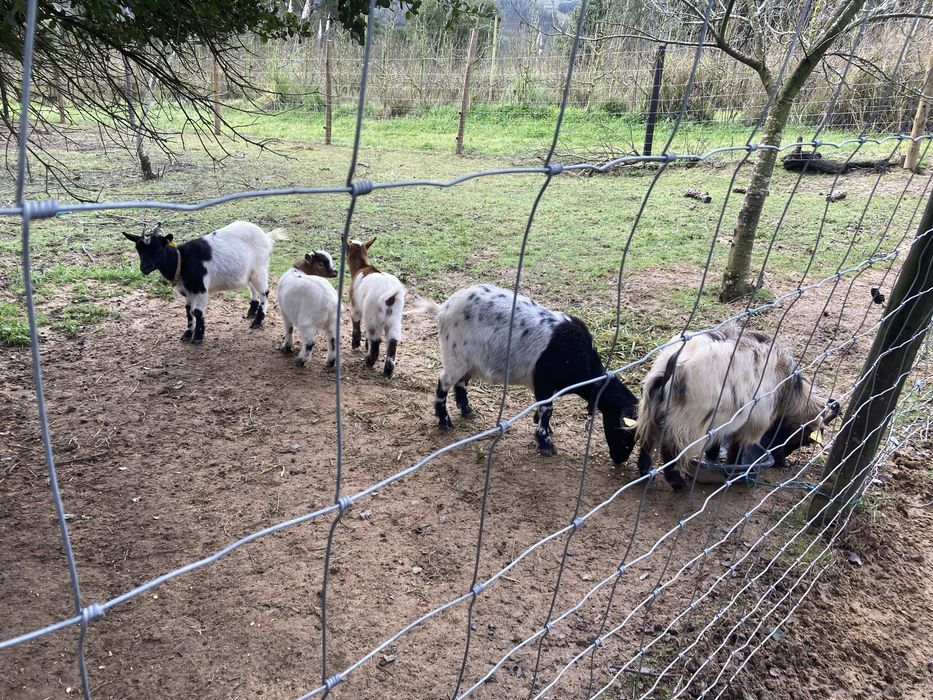 Cabra ana (macho e femea 6 meses) goat A dos Negros • OLX.pt