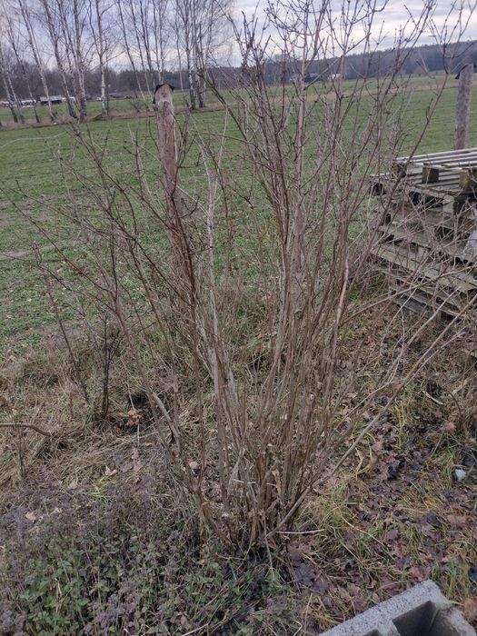 Jaśminowiec wonny duży krzew Mauryców • OLX.pl