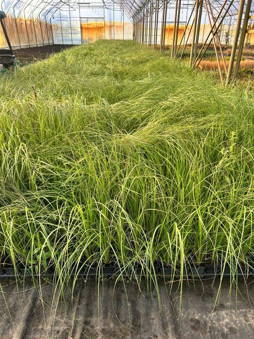 Róże, Trawy, Maliny ,Hortensje ,Borówki ,Agresty, Porzeczki Producent ...