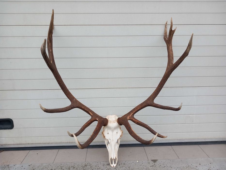 Poroże, Byk, Wieniec, Jeleń, ,Rogi 10,5 kg Stargard • OLX.pl