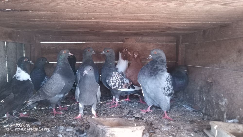 Golebie rys king Wereszcze Małe • OLX.pl
